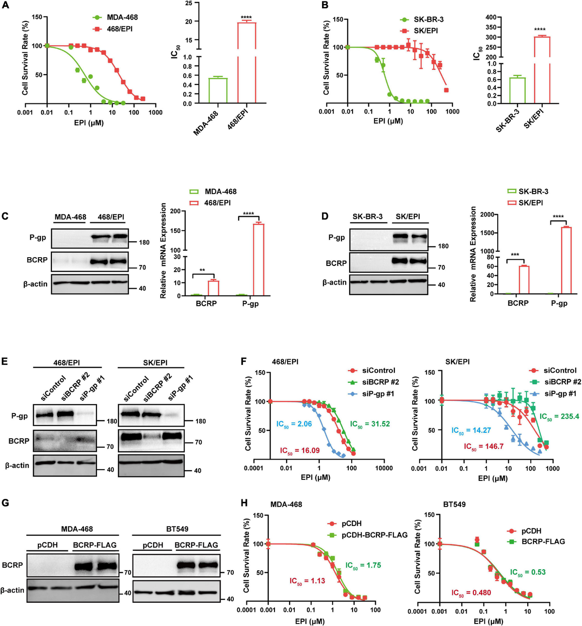 Frontiers | Mitochondrial Breast Cancer Resistant Protein Sustains the ...