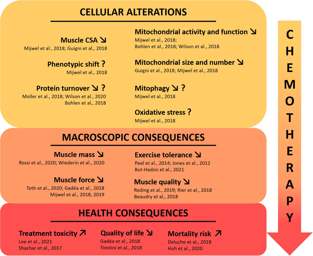 Frontiers | Skeletal Muscle Deconditioning in Breast Cancer Patients ...