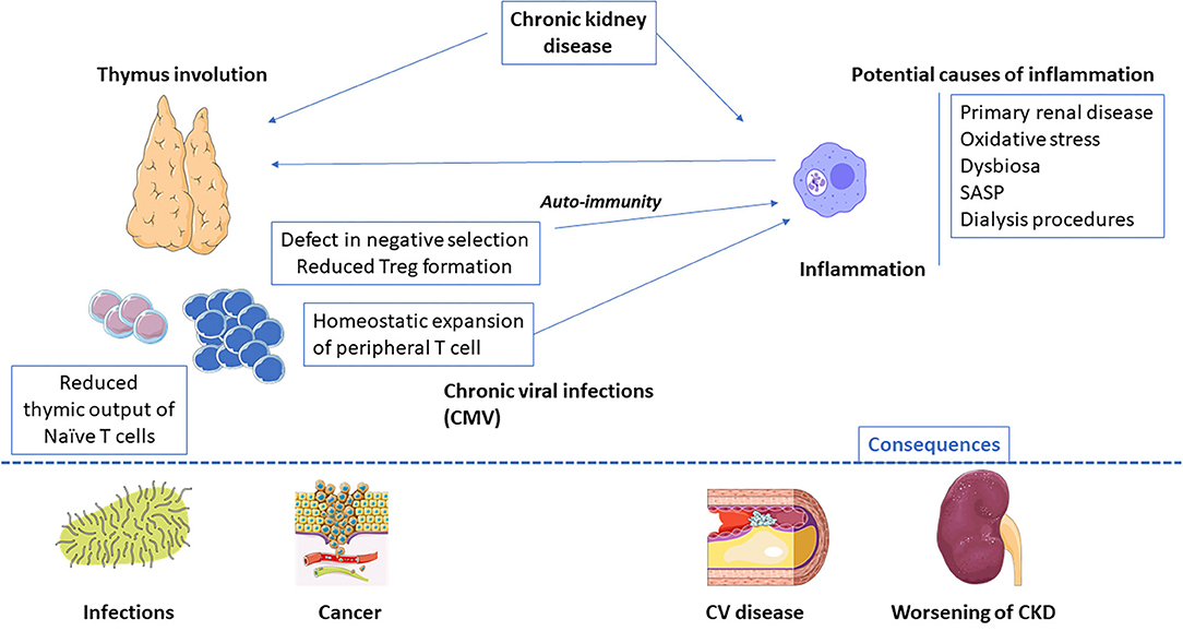 Frontiers | End-Stage Renal Disease-Related Accelerated Immune ...