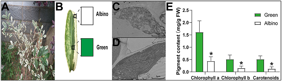 Frontiers | Disruption of Photomorphogenesis Leads to Abnormal ...