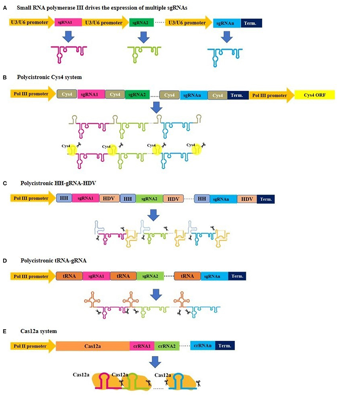 Frontiers | Multiplex Genome-Editing Technologies for Revolutionizing ...