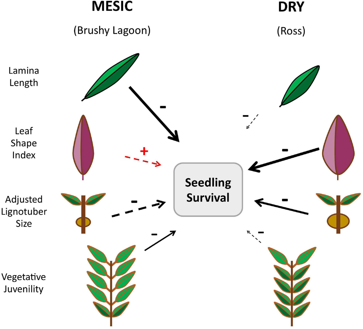 Frontiers | Directional Selection on Tree Seedling Traits Driven by ...