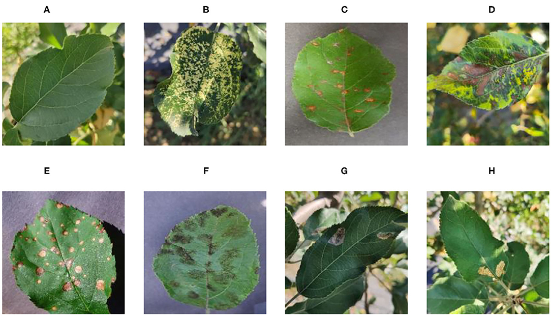 Frontiers | Identification of Apple Leaf Diseases by Improved Deep ...