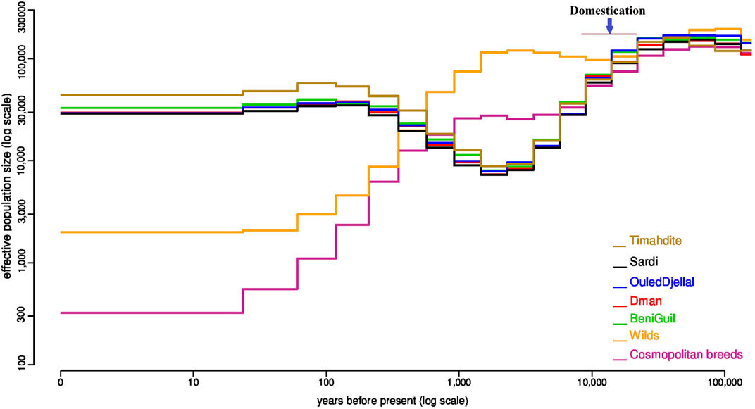 Frontiers | Genomic Uniqueness of Local Sheep Breeds From Morocco