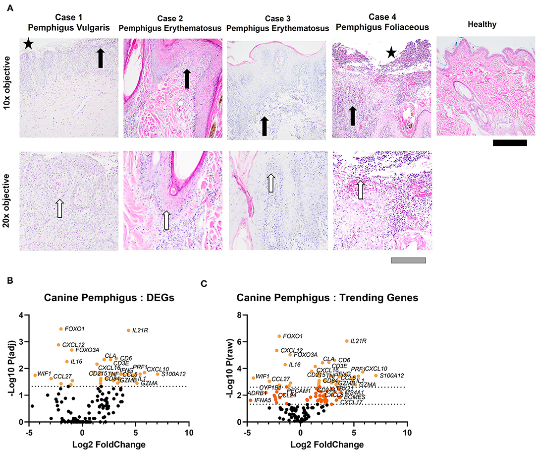 Frontiers | Gene Expression Analysis in Four Dogs With Canine Pemphigus ...