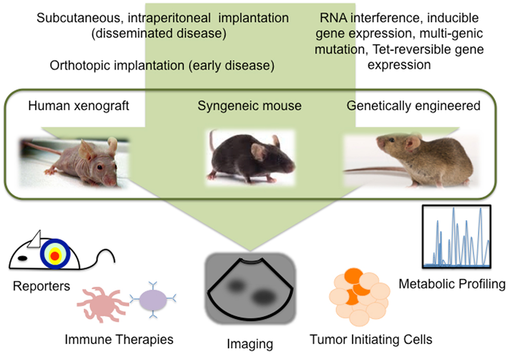 Frontiers | Recent Technological Advances in Using Mouse Models to ...