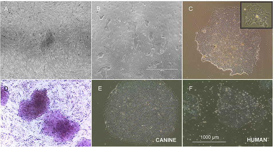 Frontiers | Neural Derivates of Canine Induced Pluripotent Stem Cells ...