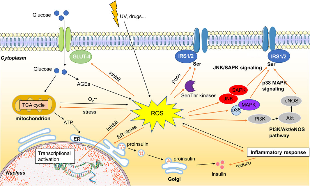 Frontiers | Oxidative RNA Damage in the Pathogenesis and Treatment of ...