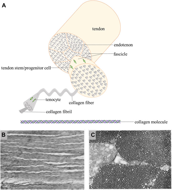 Frontiers | Boost Tendon/Ligament Repair With Biomimetic and Smart ...