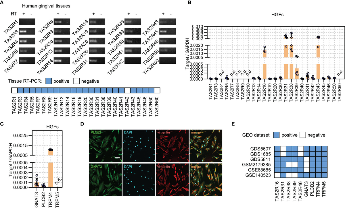 Frontiers | TAS2R16 Activation Suppresses LPS-Induced Cytokine ...