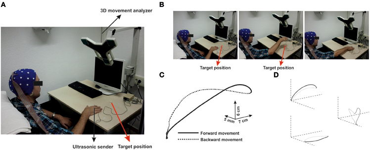 Frontiers | Linking motor-related brain potentials and velocity ...