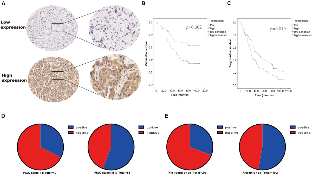 Frontiers | An Analysis Regarding the Prognostic Significance of MAVS ...