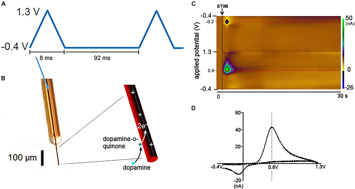 Frontiers | Defining a Path Toward the Use of Fast-Scan Cyclic ...