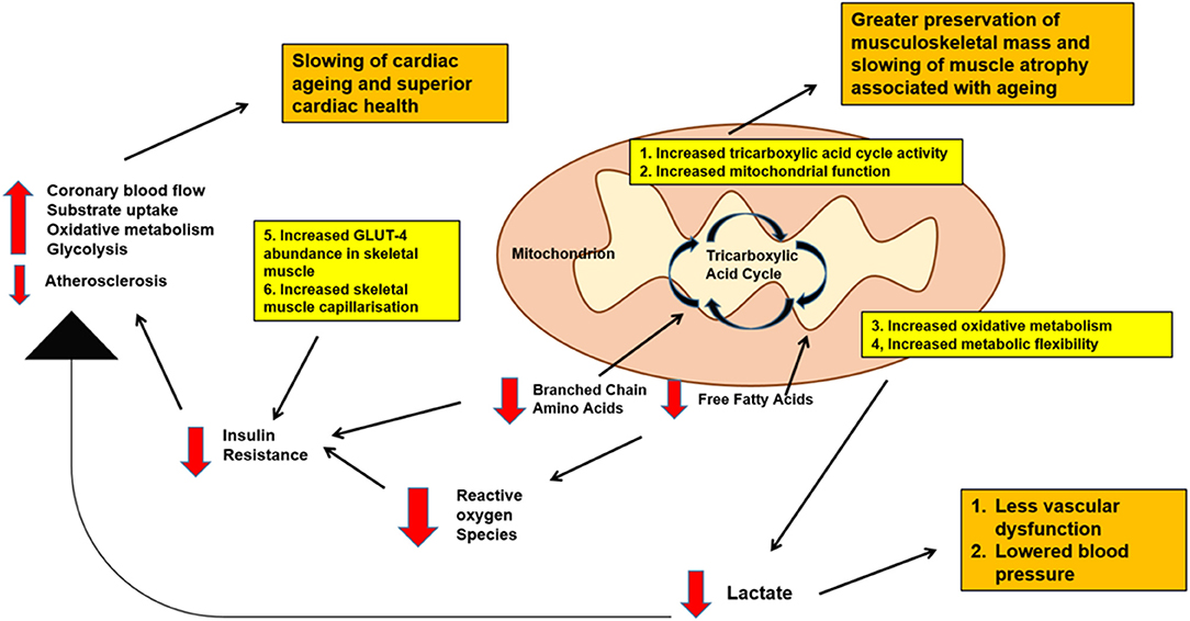 Frontiers | Cardiovascular Aging and Physical Activity: Insights From ...