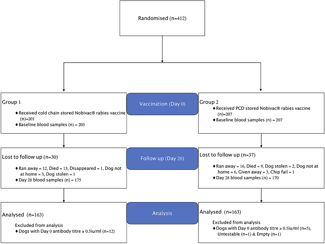 Frontiers | Investigating the Efficacy of a Canine Rabies Vaccine ...
