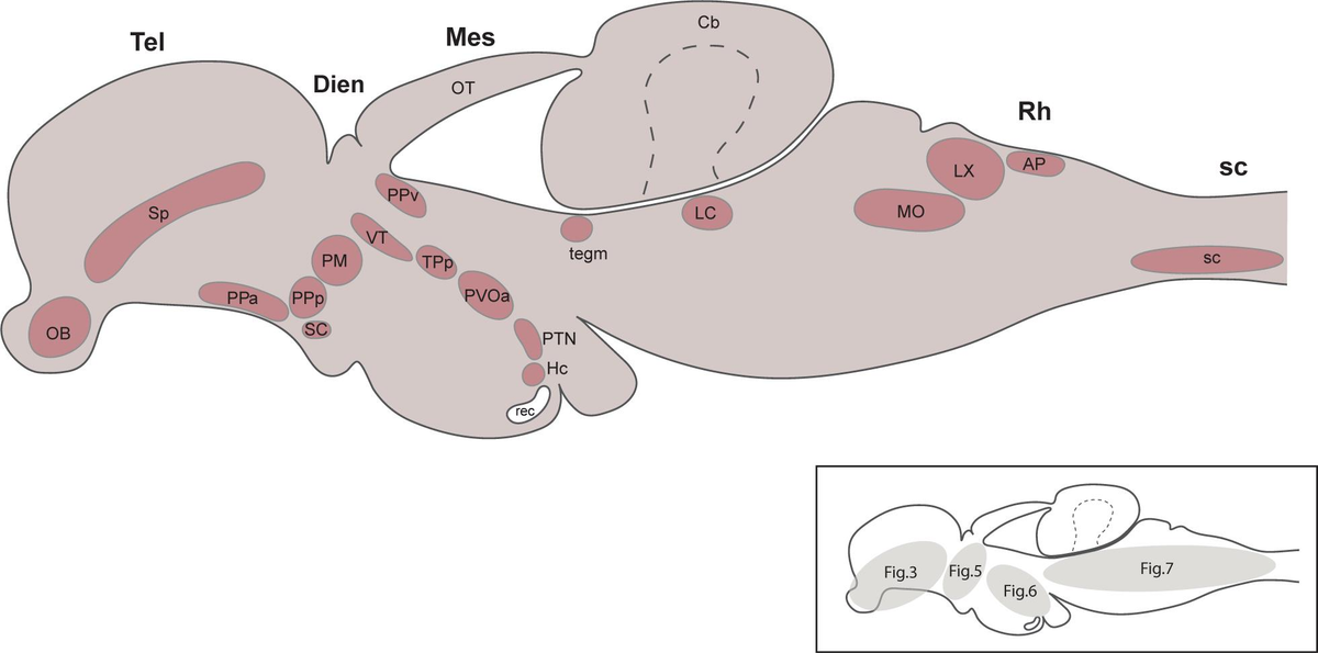 Frontiers | Organization of the Catecholaminergic System in the Short ...