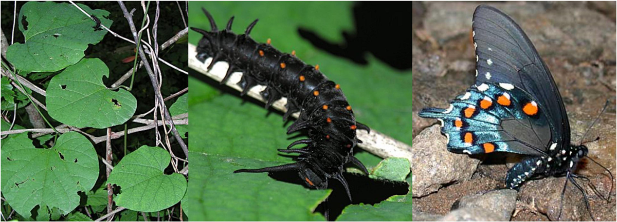 Frontiers | Physiology Drives Reworking of Amino Acid δ2H and δ13C in ...