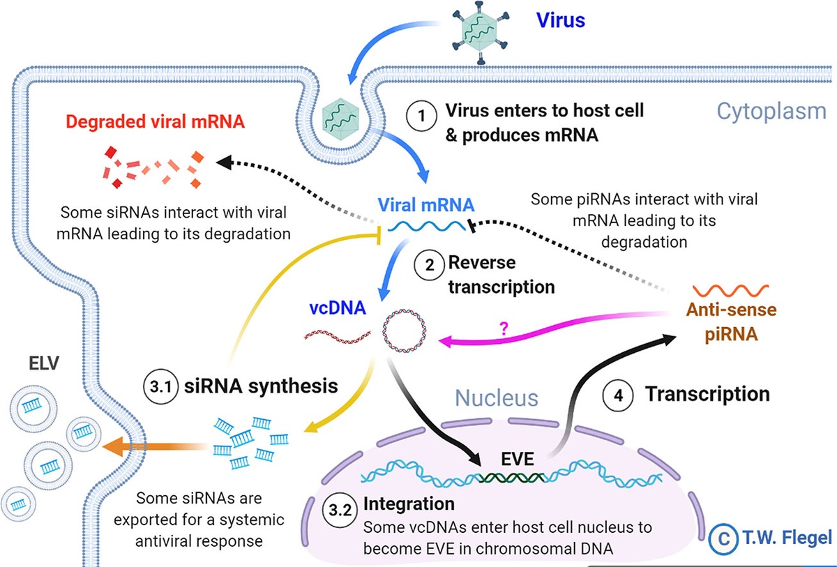 Frontiers | Shrimp Parvovirus Circular DNA Fragments Arise From Both ...
