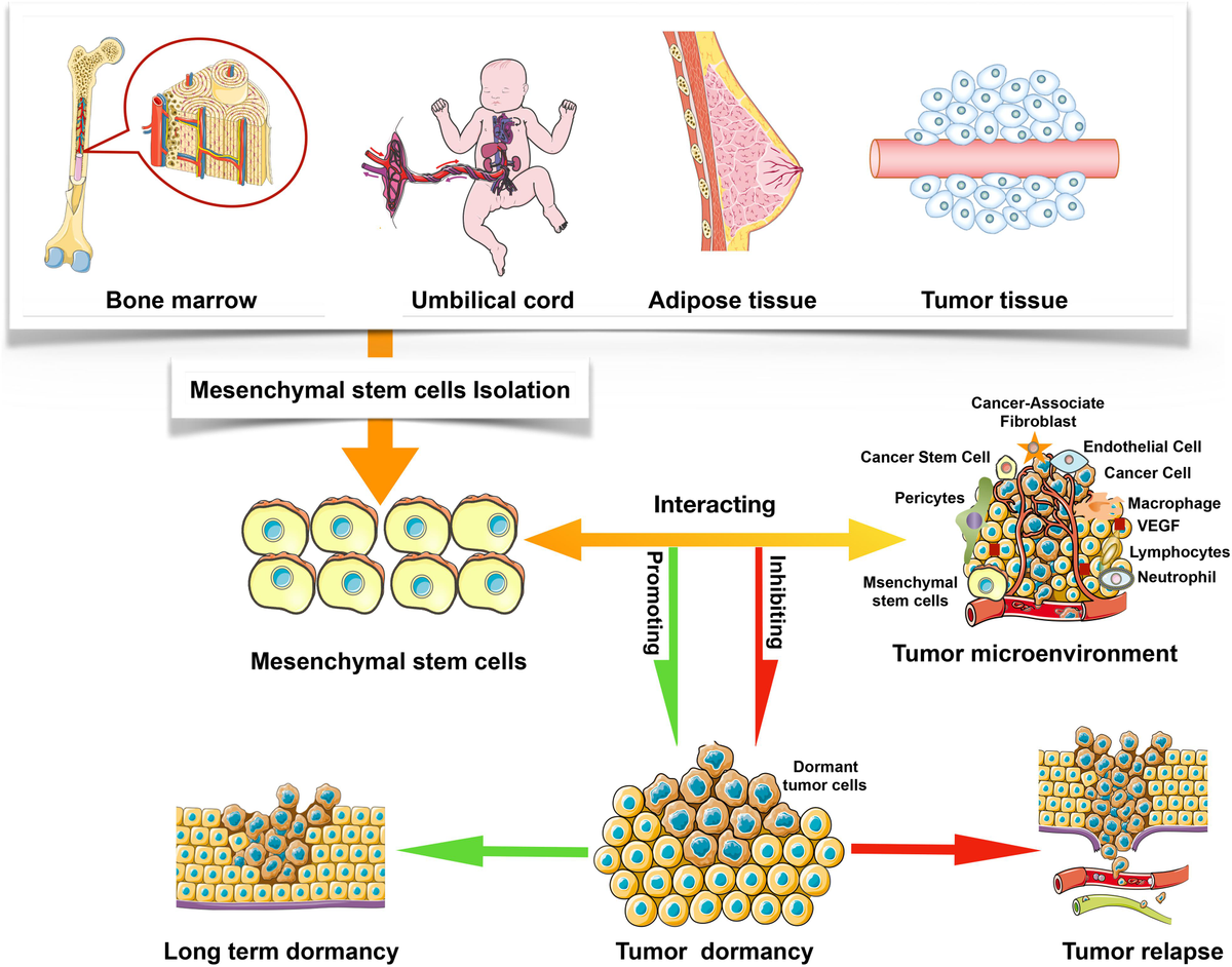 Frontiers | The Relationship Between Mesenchymal Stem Cells and Tumor ...