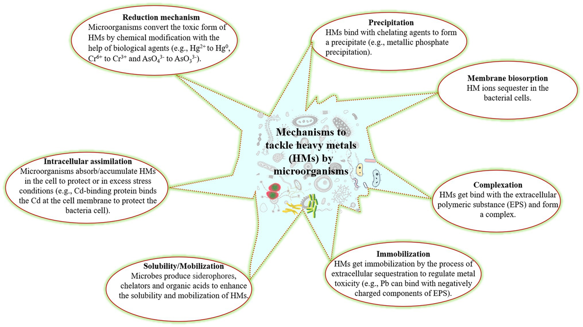 Frontiers | Recent Developments in Microbe–Plant-Based Bioremediation ...