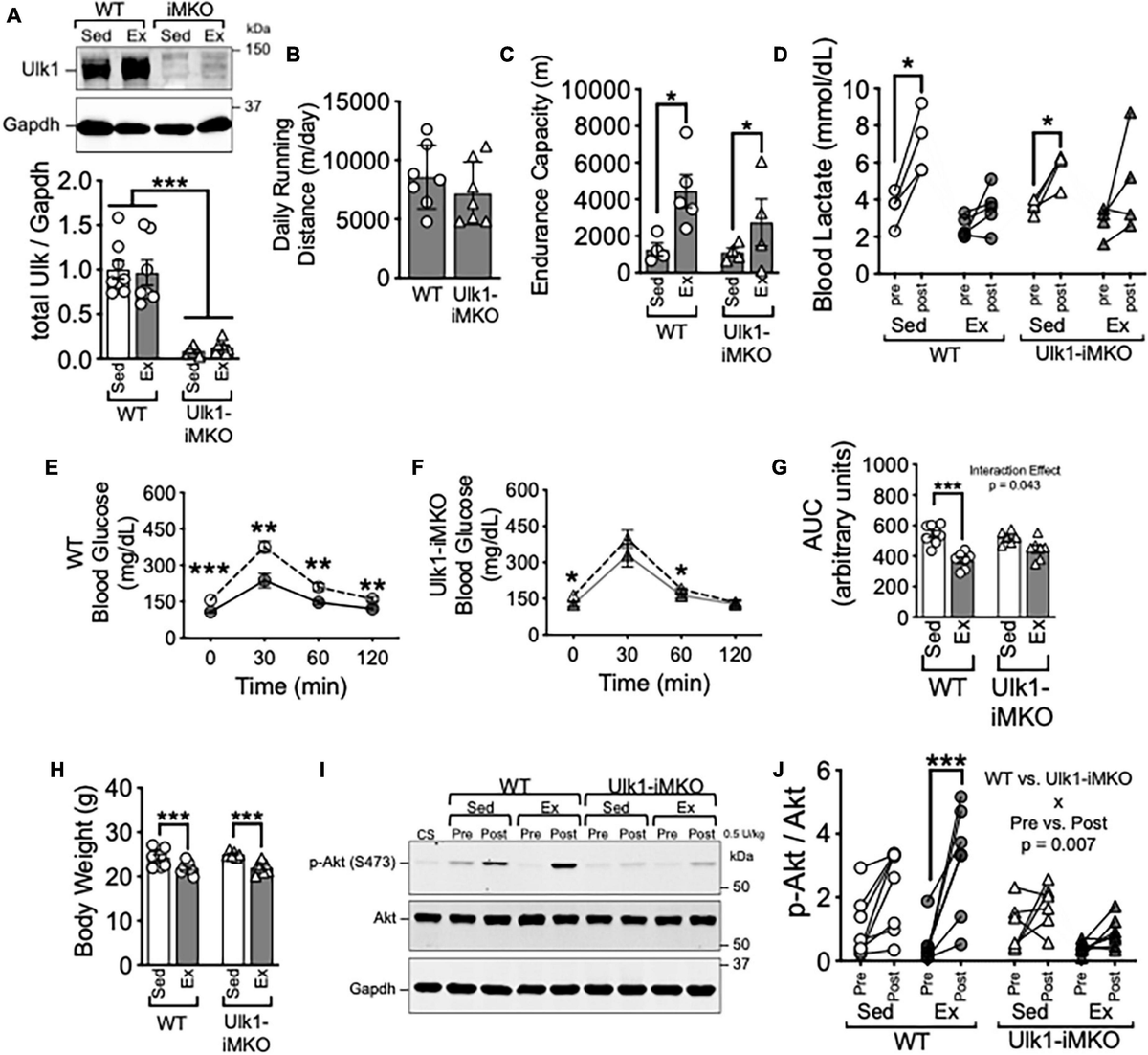 Frontiers | Ulk1, Not Ulk2, Is Required for Exercise Training-Induced Improvement of Insulin ...