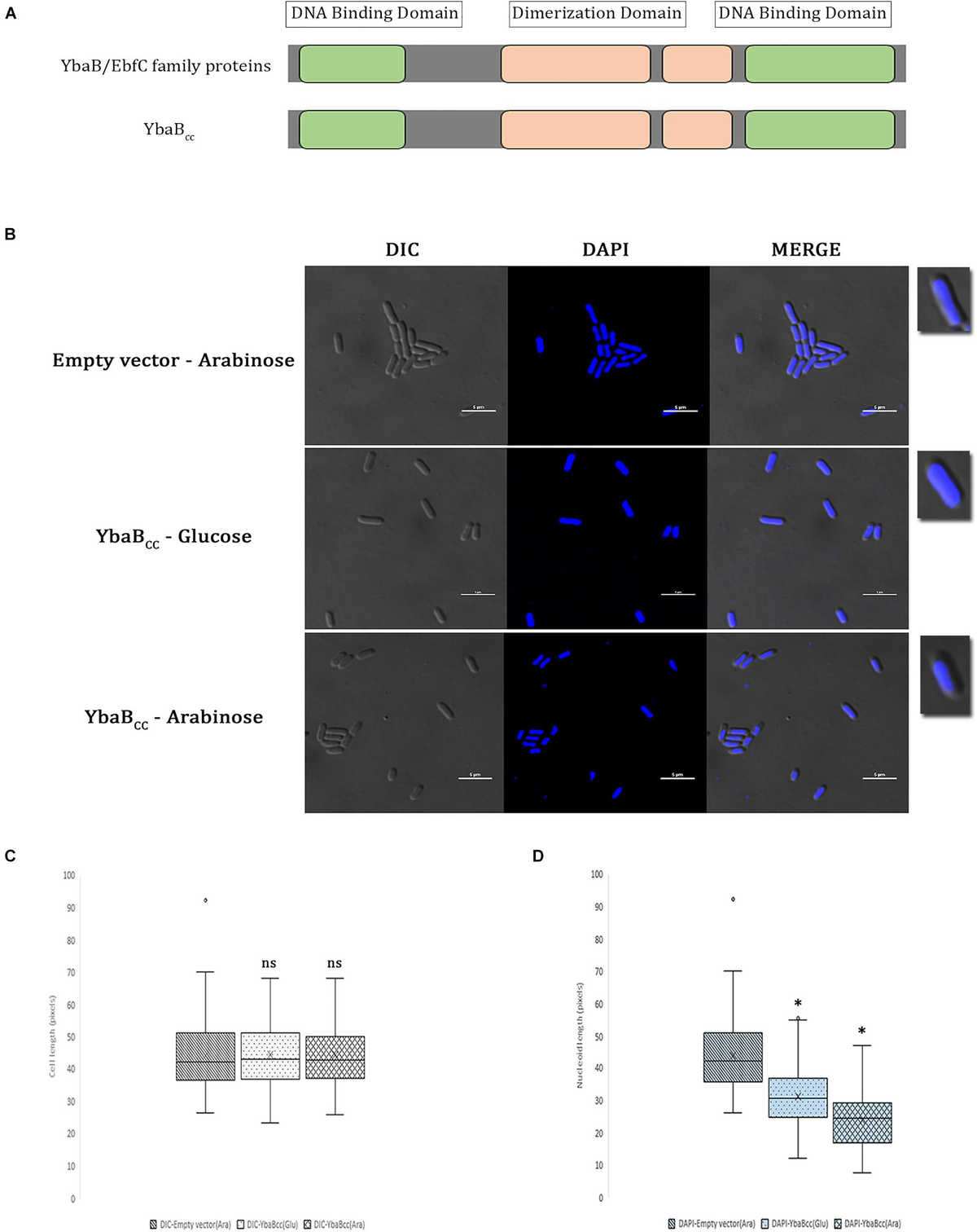 Frontiers | DNA-Binding Properties of YbaB, a Putative Nucleoid ...