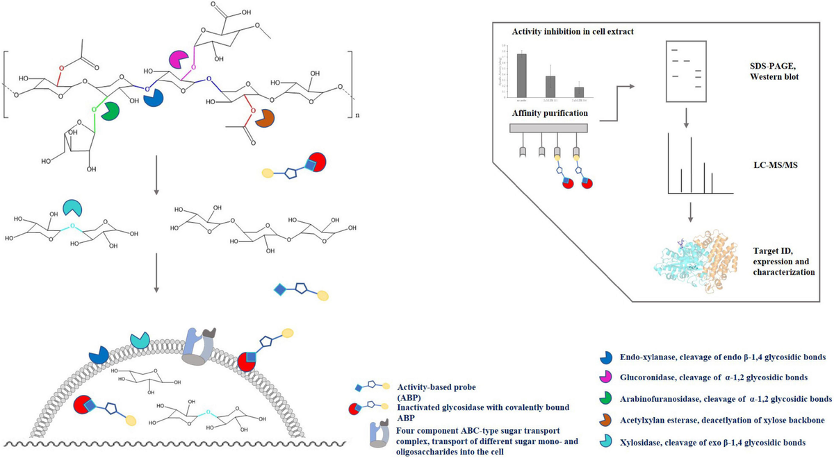 Frontiers | Activity-Based Protein Profiling for the Identification of ...