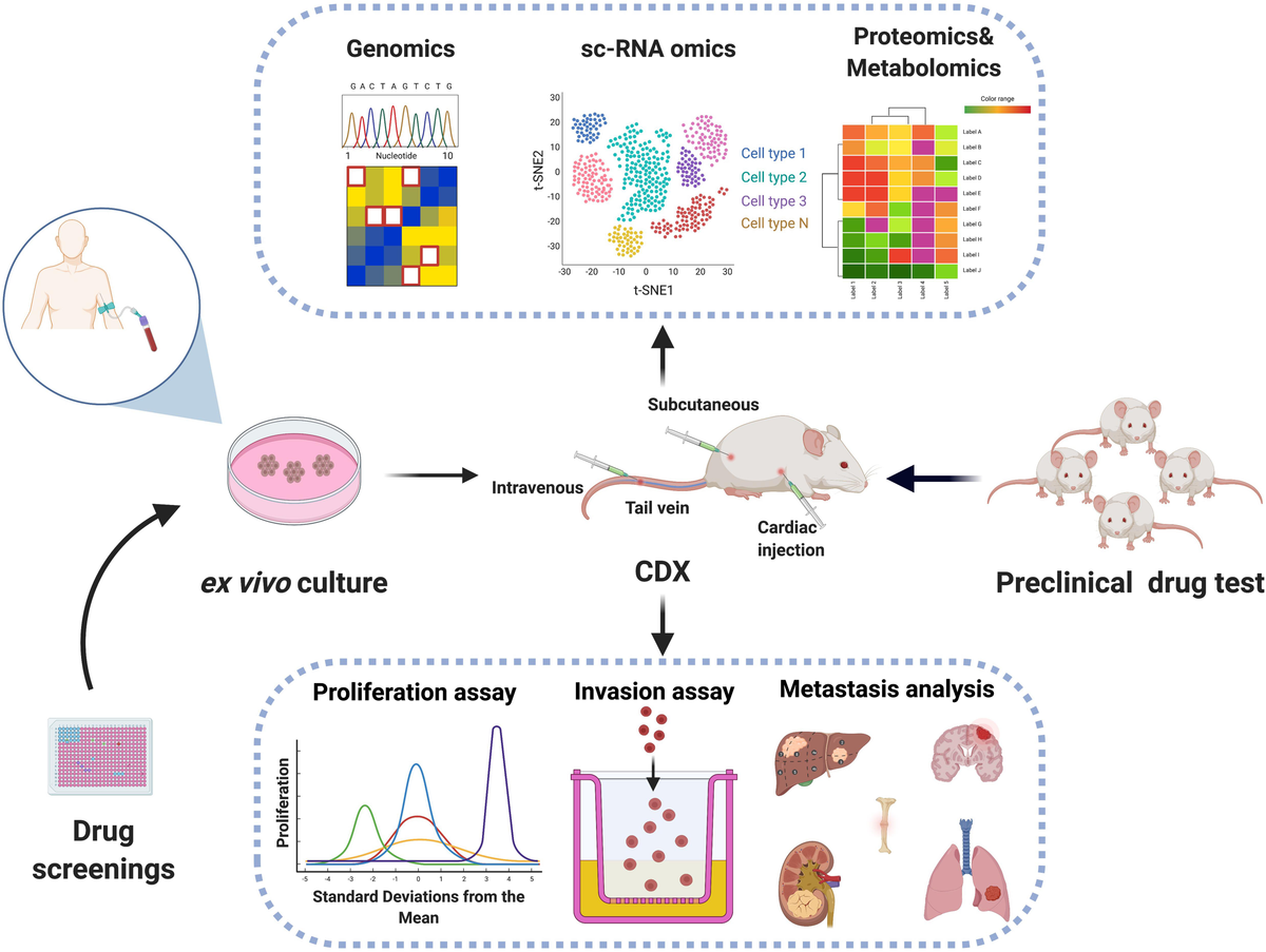 Frontiers | Circulating Tumor Cells (CTCs): A Unique Model of Cancer ...