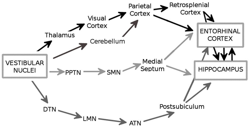 Frontiers | Vestibular control of entorhinal cortex activity in spatial ...