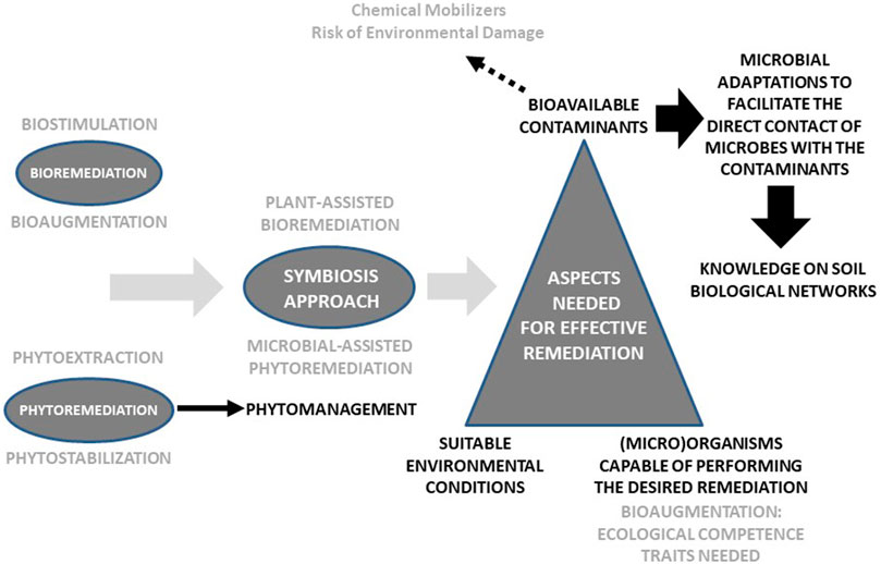 Frontiers | Reflections and Insights on the Evolution of the Biological ...