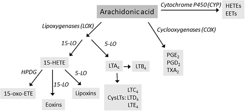 Frontiers | Pathomechanisms of AERD—Recent Advances