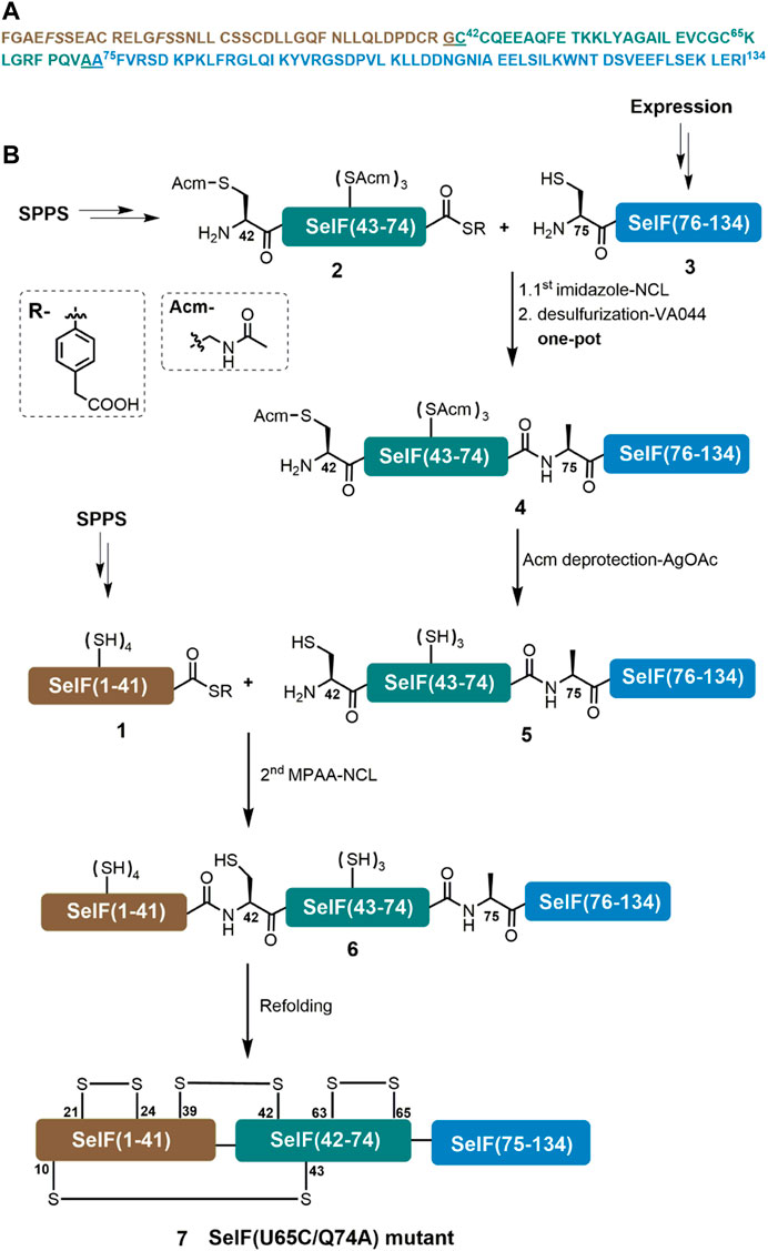 Frontiers | Chemical Synthesis of the Sec-To-Cys Homologue of Human ...
