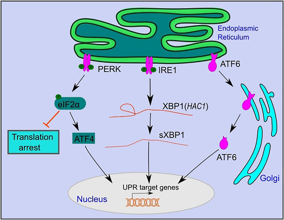 Frontiers | The Role of the UPR Pathway in the Pathophysiology and ...