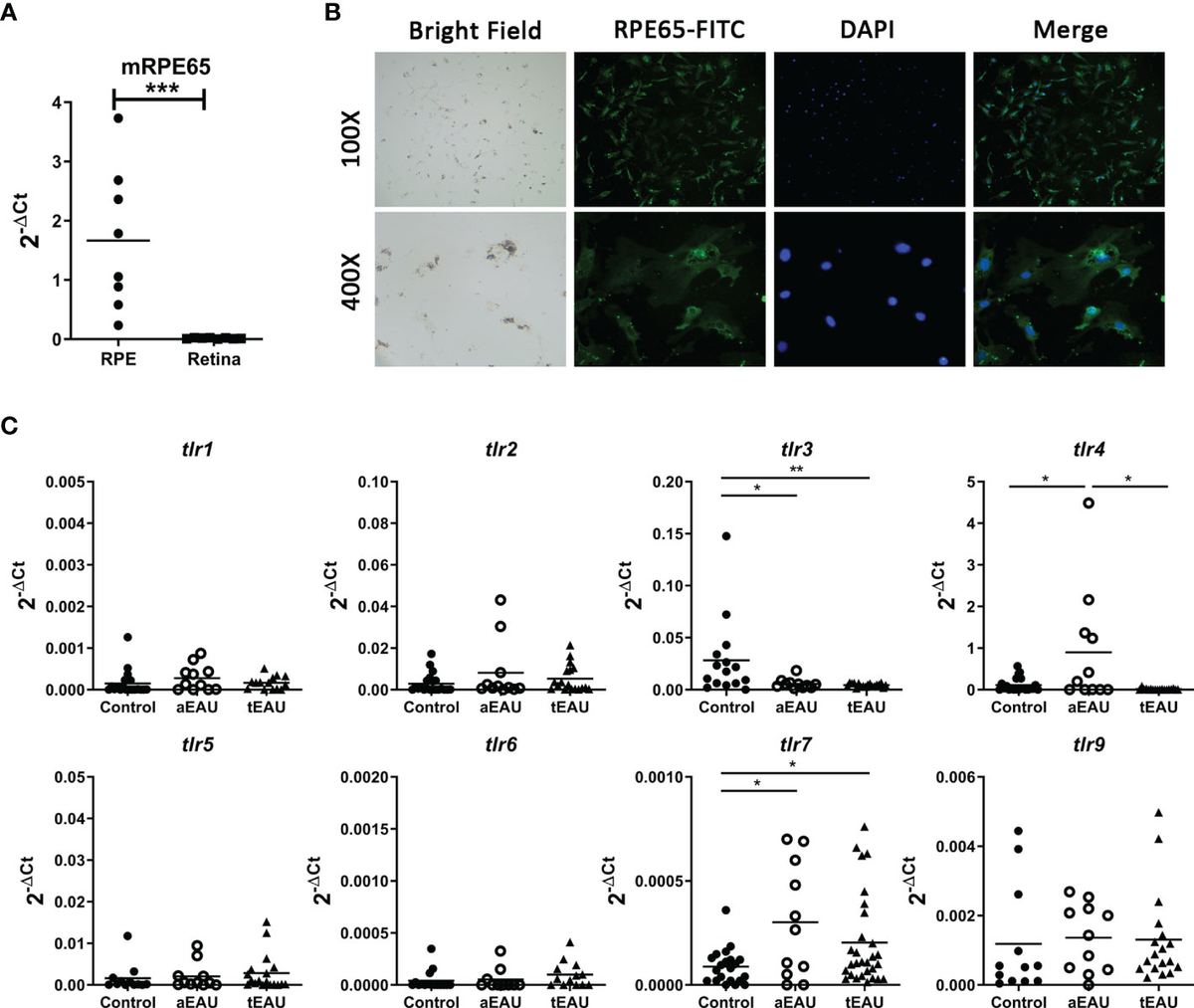 Frontiers | Inhibiting TLR7 Expression in the Retinal Pigment ...