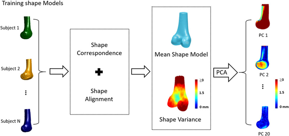Frontiers | Three-Dimensional Subject-Specific Knee Shape Reconstruction with Asynchronous ...