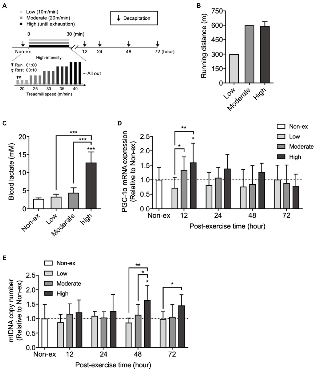 Frontiers | Exercise-Induced Lactate Release Mediates Mitochondrial ...