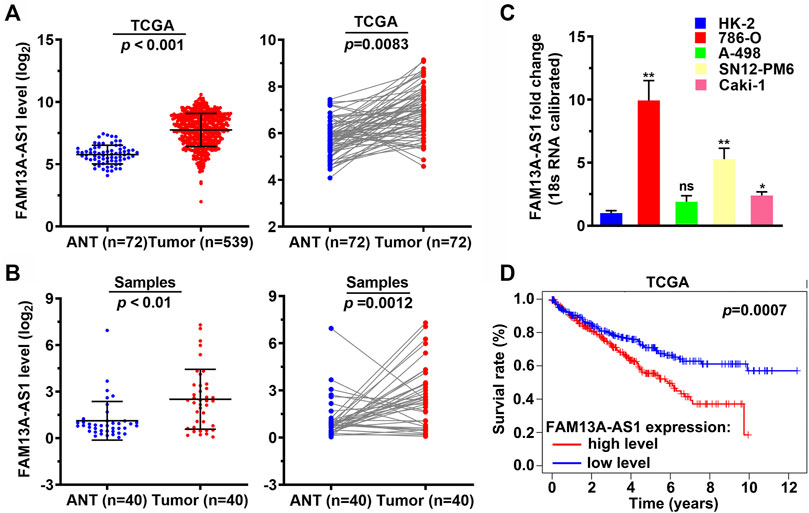Frontiers | LncRNA FAM13A-AS1 Promotes Renal Carcinoma Tumorigenesis ...