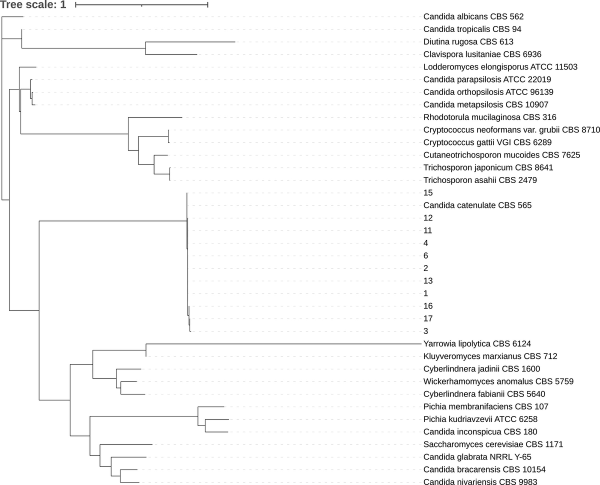 Frontiers | Antifungal Susceptibility Profiles and Resistance ...