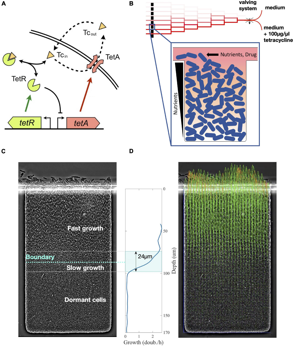 Frontiers | Nutrient Gradients Mediate Complex Colony-Level Antibiotic ...
