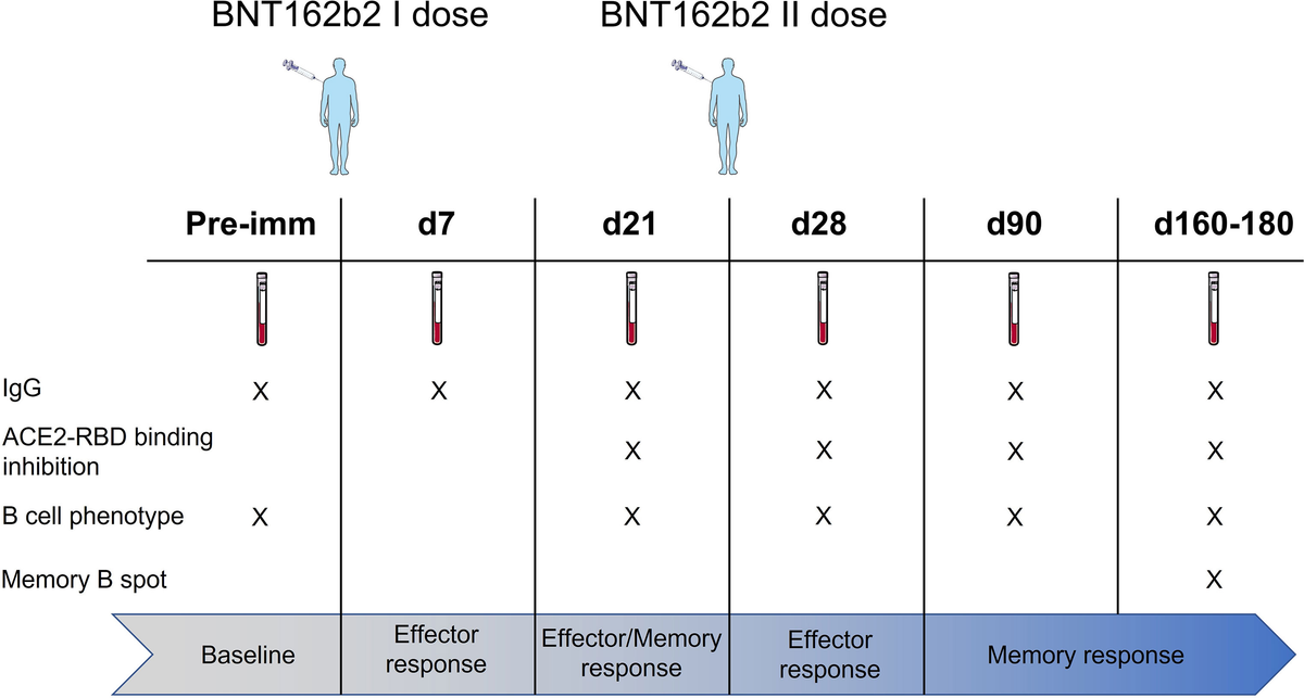 Frontiers | Evidence of SARS-CoV-2-Specific Memory B Cells Six Months ...