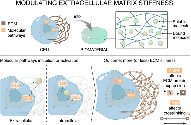 Frontiers | Synthetic Materials that Affect the Extracellular Matrix ...