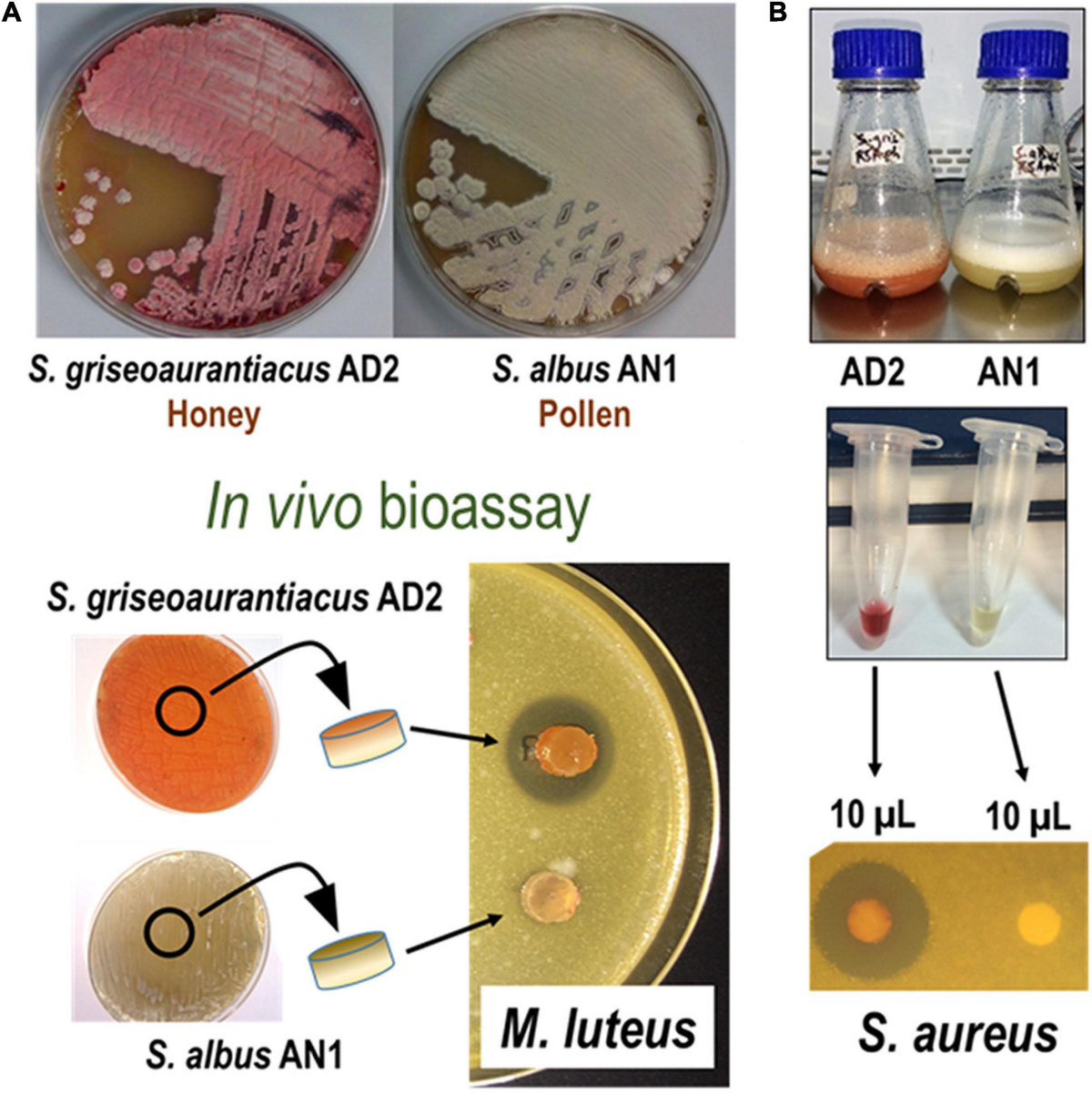 Frontiers | Identification of Antimicrobial Compounds in Two ...