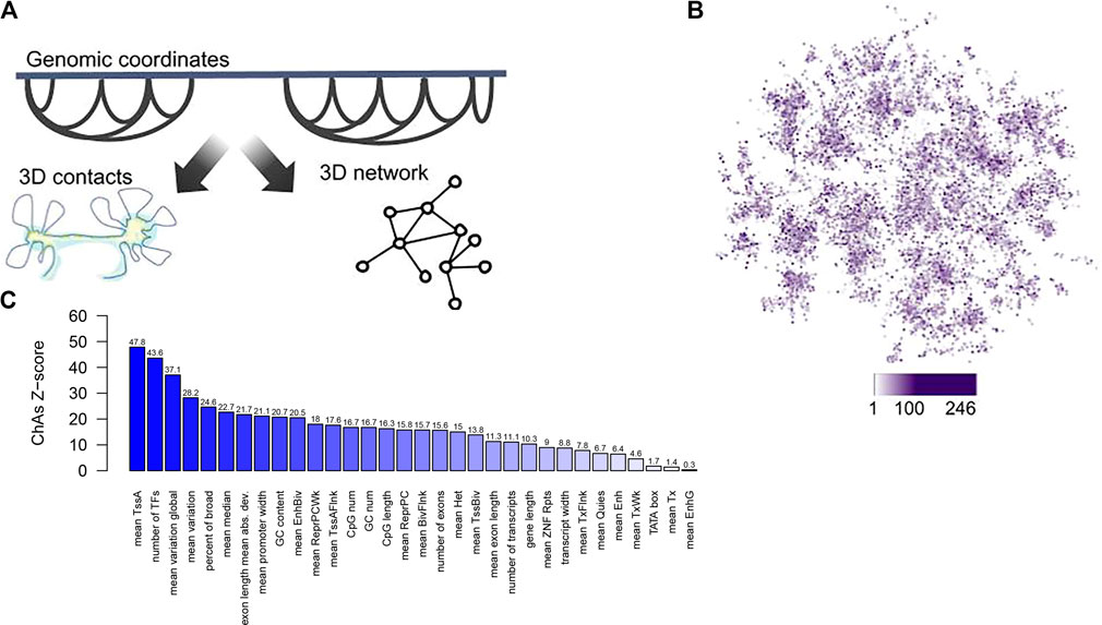 Frontiers | Chromatin Network Analyses: Towards Structure-Function ...