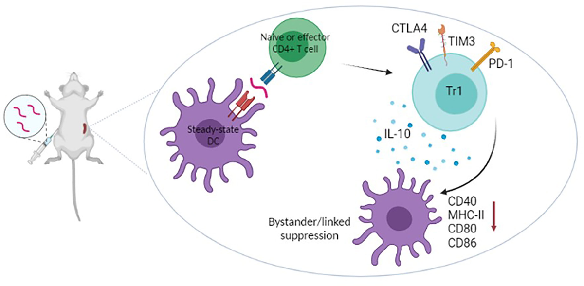 Frontiers | Induction of Tolerance to Therapeutic Proteins With Antigen ...