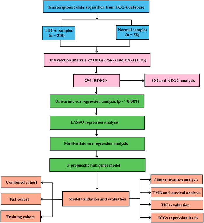 Frontiers | Association of a Novel Prognosis Model with Tumor Mutation ...