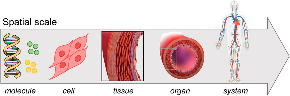 Frontiers | Multiscale Computational Modeling of Vascular Adaptation: A Systems Biology Approach ...