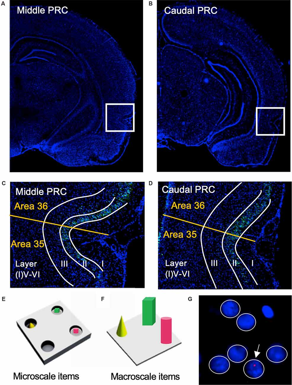 Frontiers | The Perirhinal Cortex Engages in Area and Layer-Specific ...