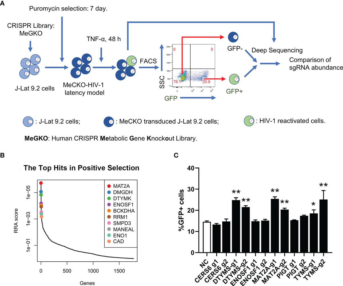 Frontiers | MAT2A-Mediated S-Adenosylmethionine Level in CD4+ T Cells ...