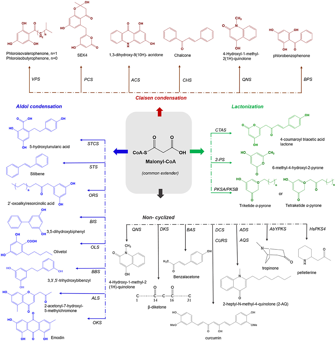 Frontiers | An Overview of the Medicinally Important Plant Type III PKS ...