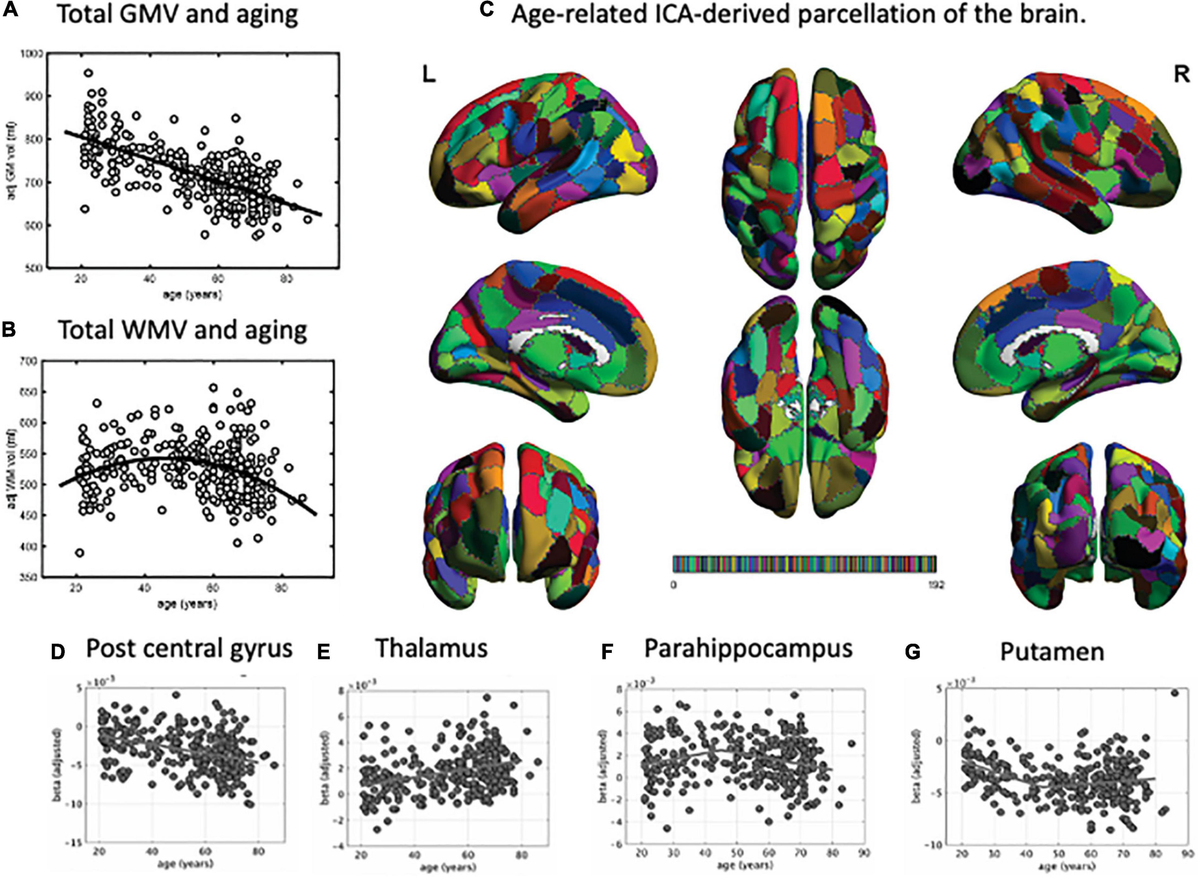 Frontiers | Characteristics of Neural Network Changes in Normal Aging ...